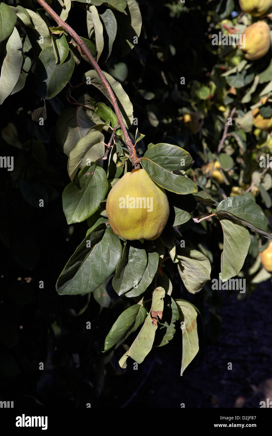 Quince harvest spain hi-res stock photography and images - Alamy