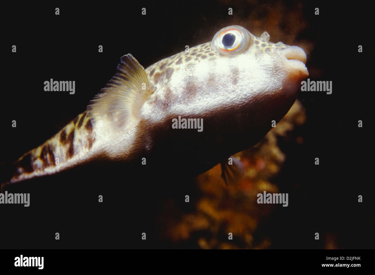 Tetractenos hamiltoni hi-res stock photography and images - Alamy