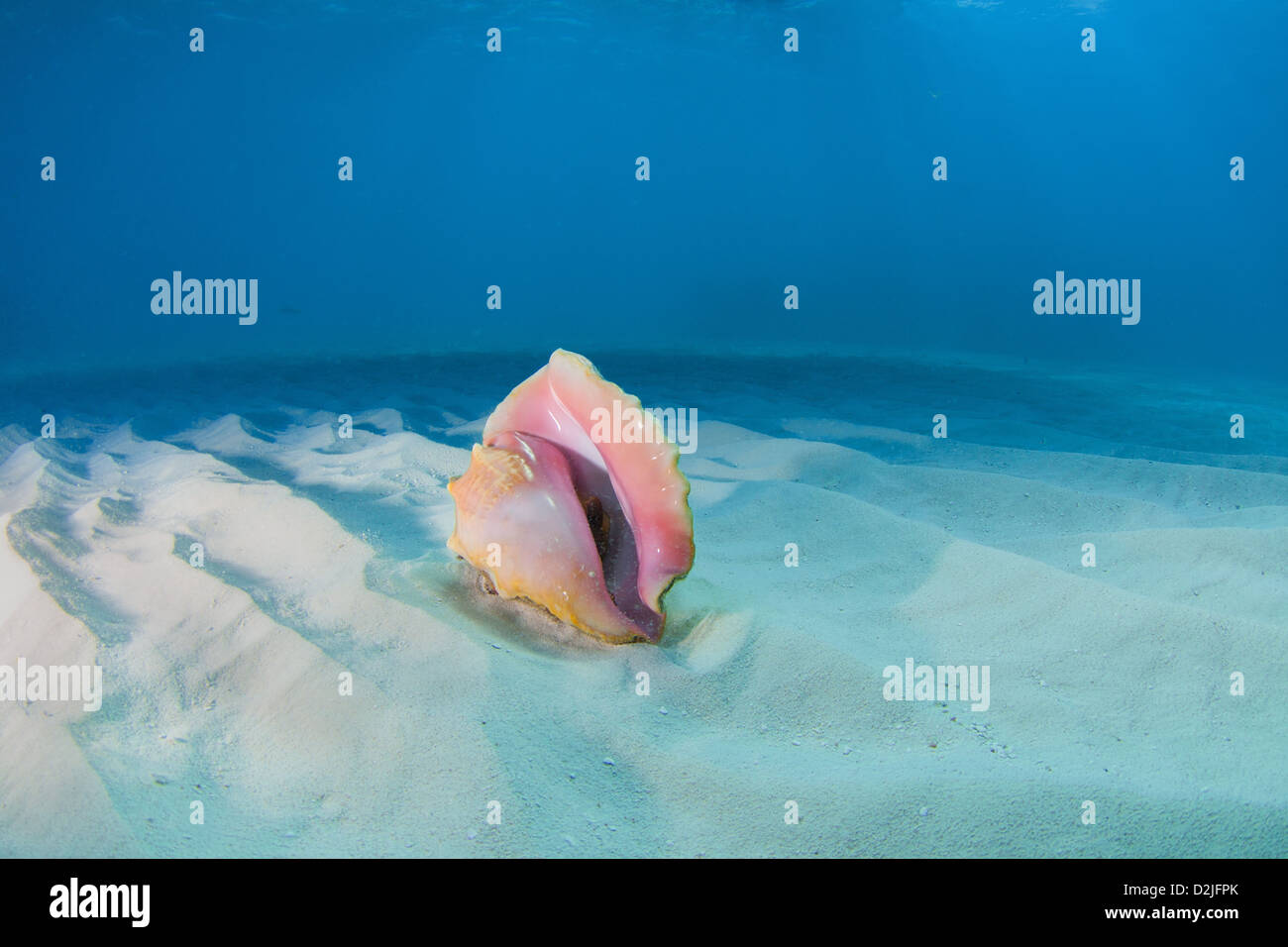Conch shell on blue hi-res stock photography and images - Alamy
