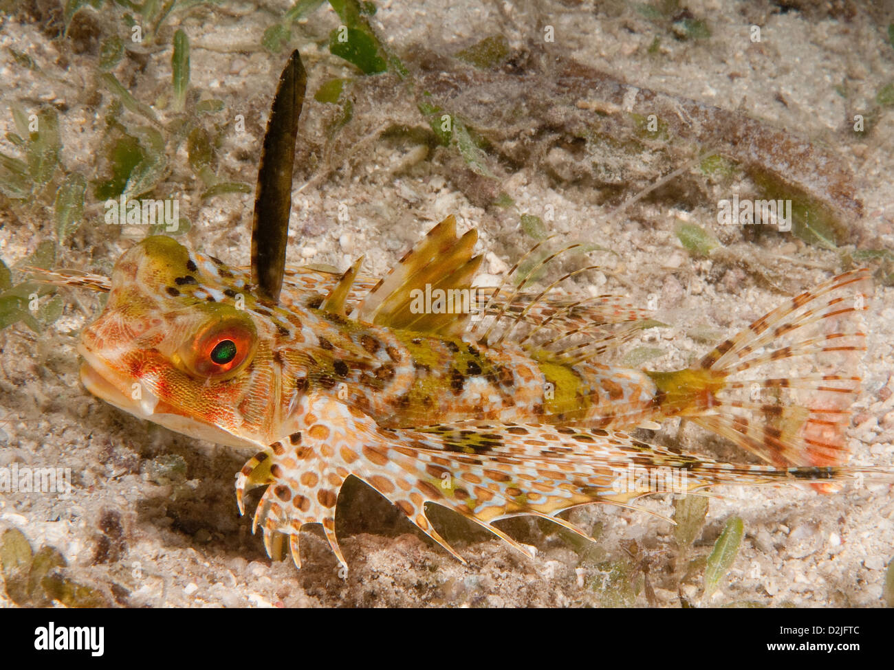 Helmet Gurnard (Dactyloptena orientalis), photographed at night off ...
