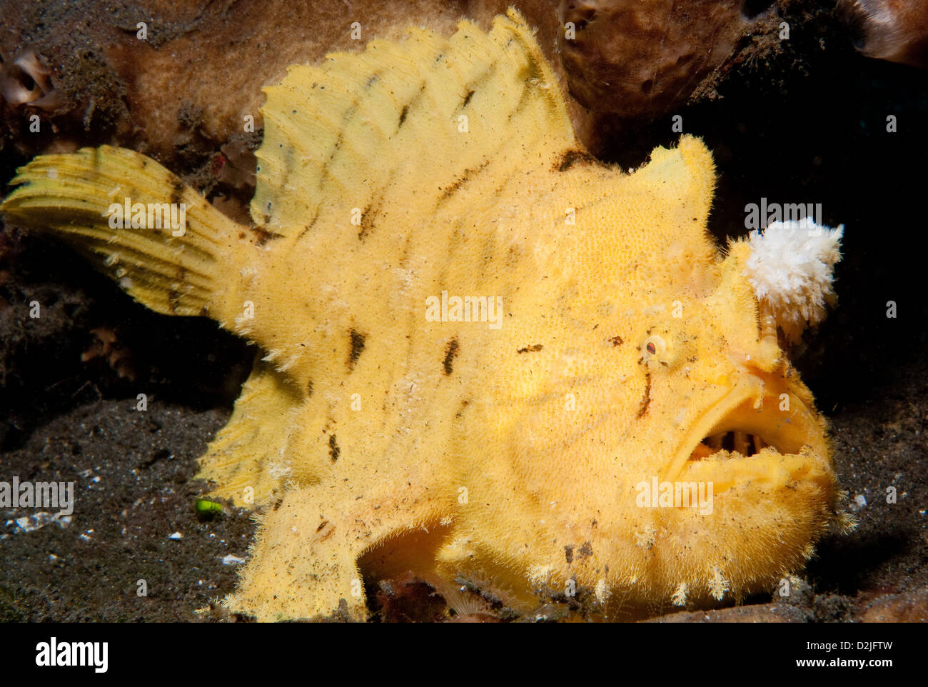 Hispid Frogfish (Antennarius hispidus) off Manado, North Sulawesi ...