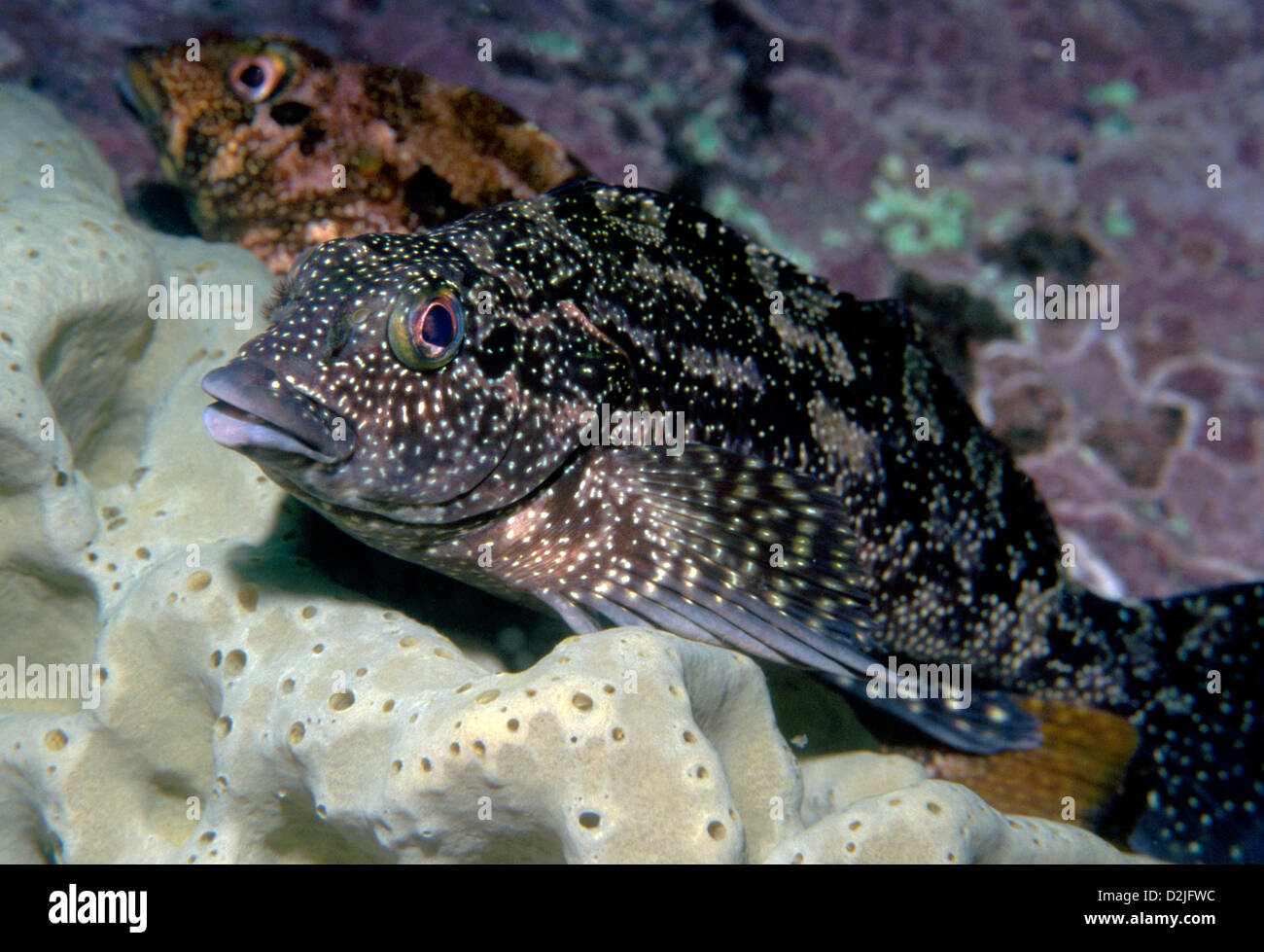 Kelpfish hi-res stock photography and images - Alamy