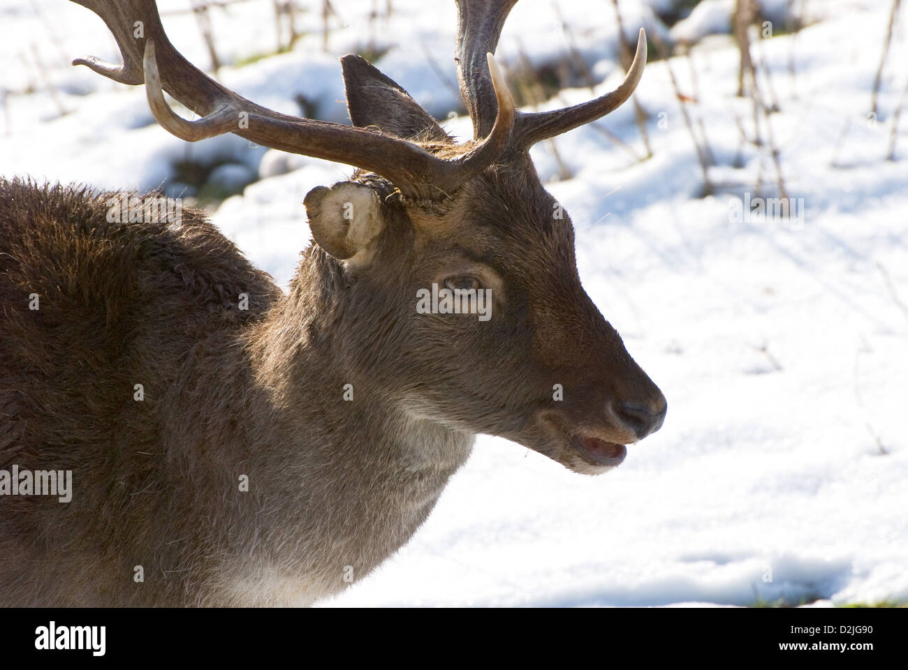Male Fallow deer Stock Photo - Alamy