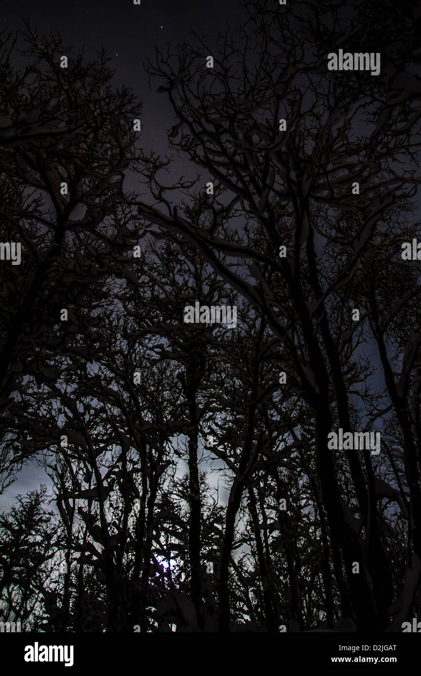 Moonlit forest hi-res stock photography and images - Alamy