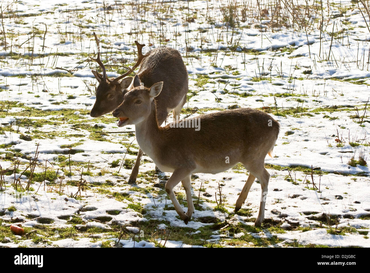 Male Fallow deer Stock Photo - Alamy