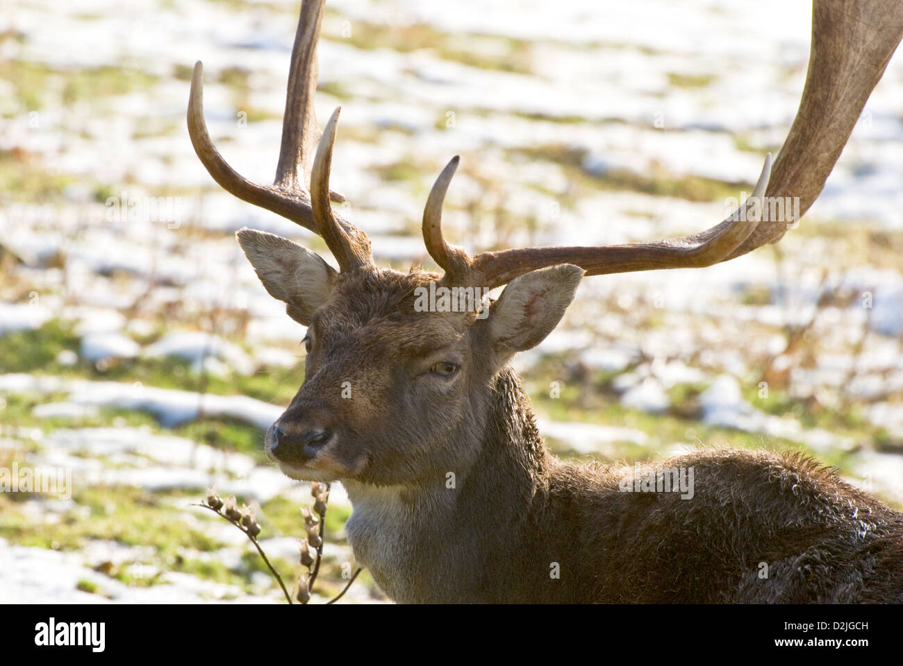 Male Fallow deer Stock Photo - Alamy