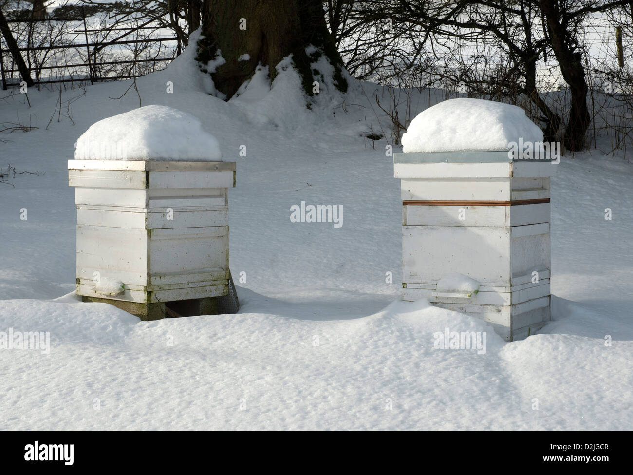 Bee Hives in the snow Stock Photo - Alamy