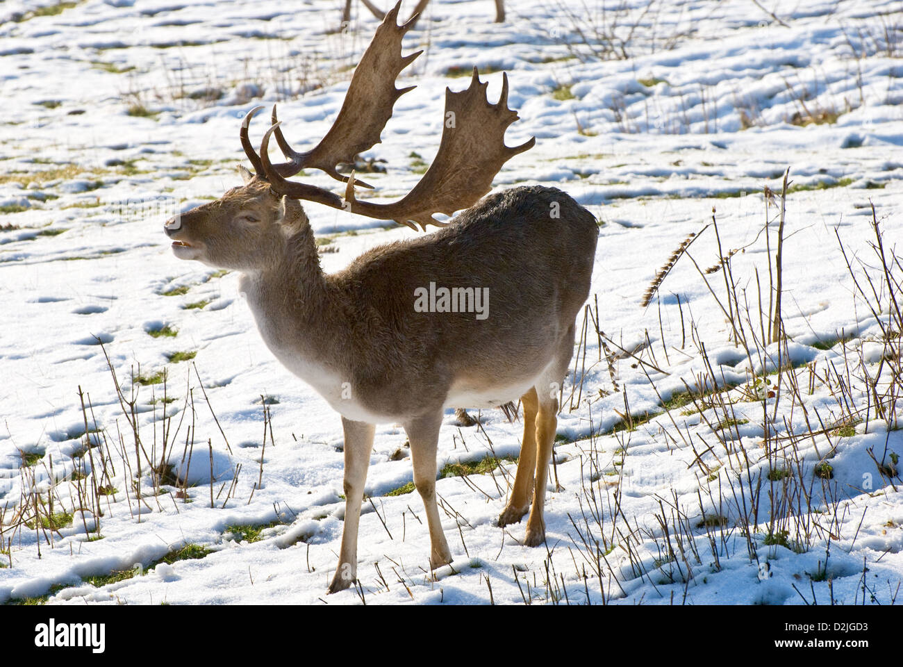 Male Fallow deer Stock Photo - Alamy