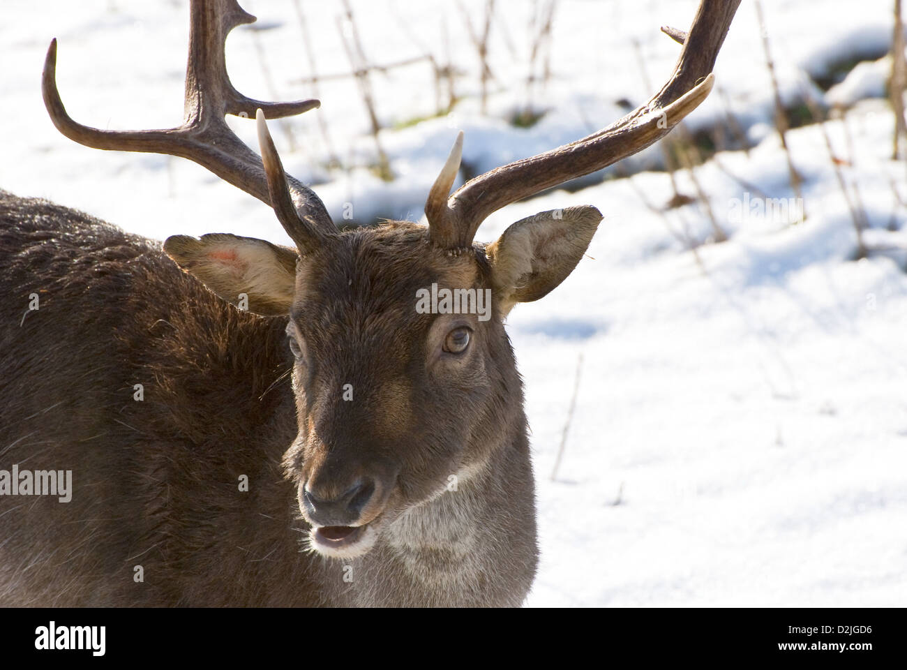 Male Fallow deer Stock Photo - Alamy