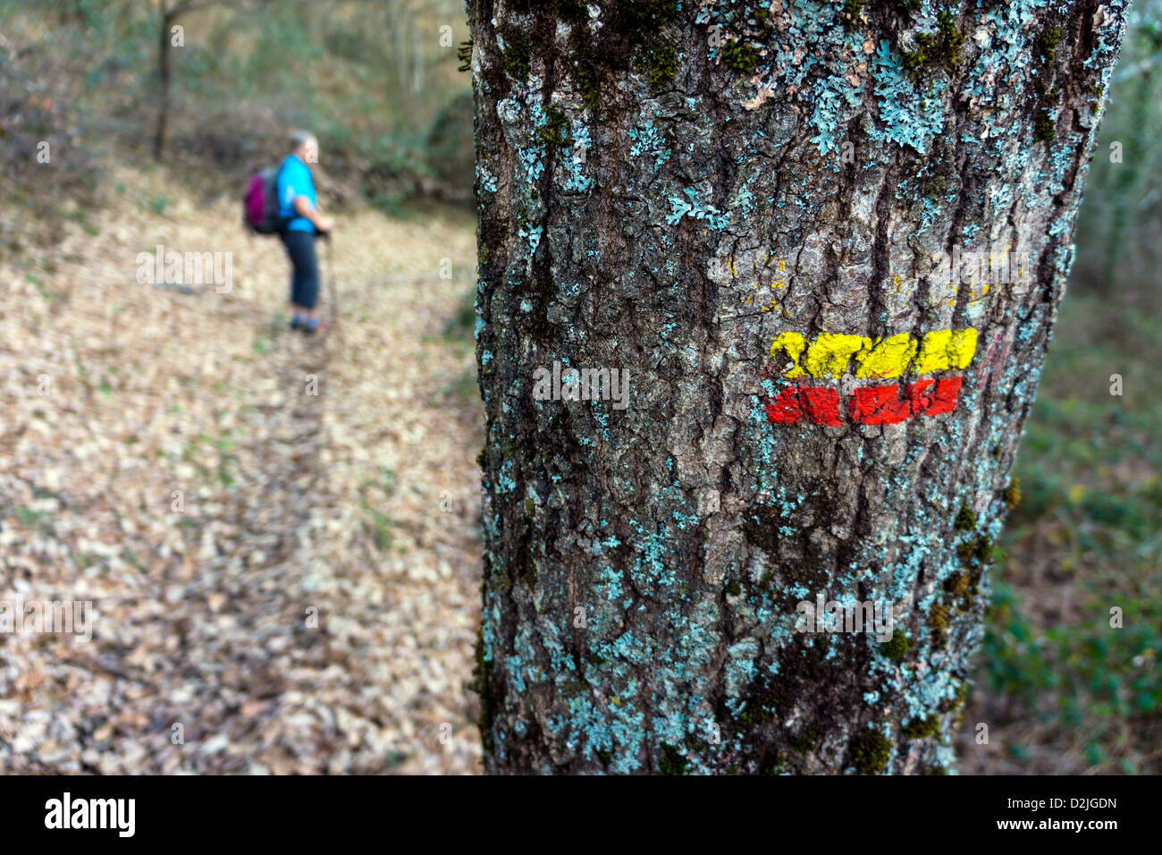 Red and yellow footpath marker on tree with solitary female walker ...