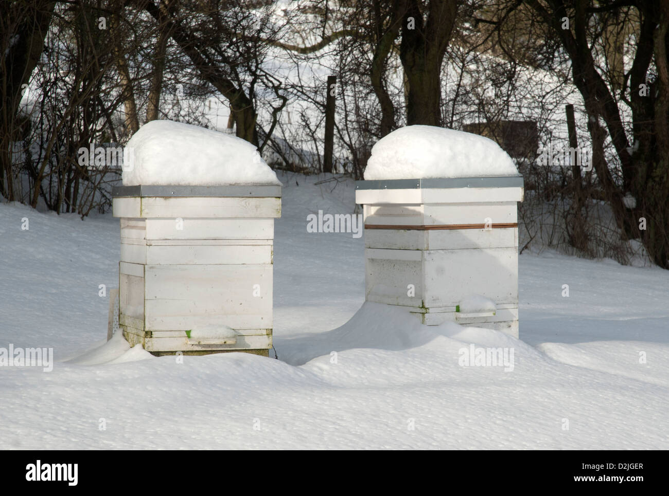 Bee Hives in the snow Stock Photo - Alamy