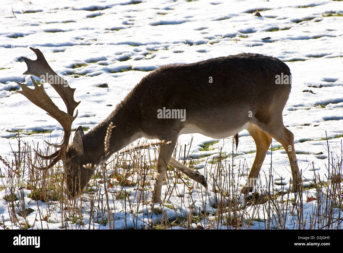 Male Fallow deer Stock Photo - Alamy