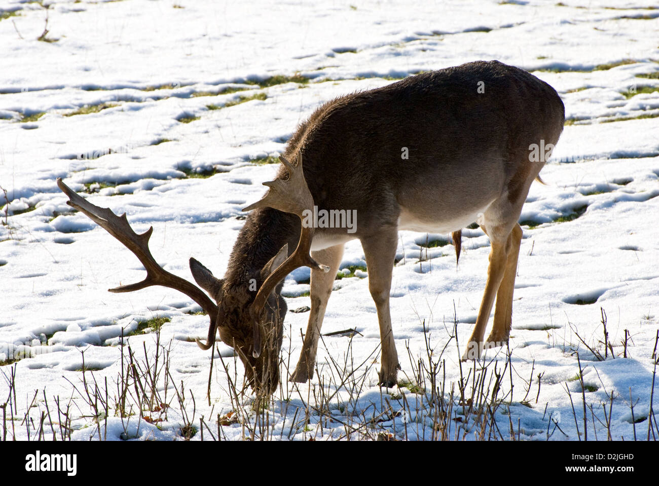 Male Fallow deer Stock Photo - Alamy