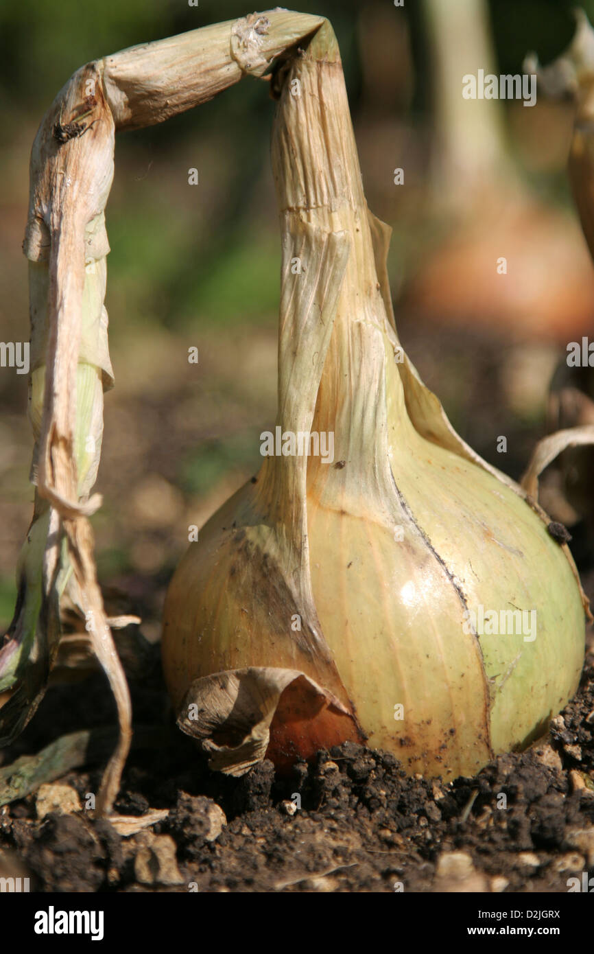 A growing onion nearly ready for lifting and drying Stock Photo - Alamy