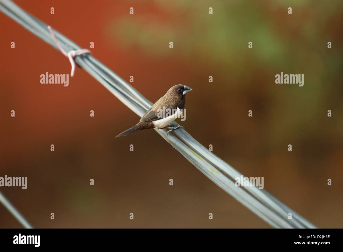 Sad bird hi-res stock photography and images - Alamy