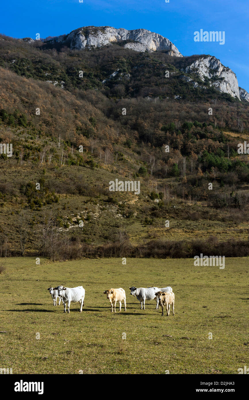 French cattle cows hi-res stock photography and images - Alamy