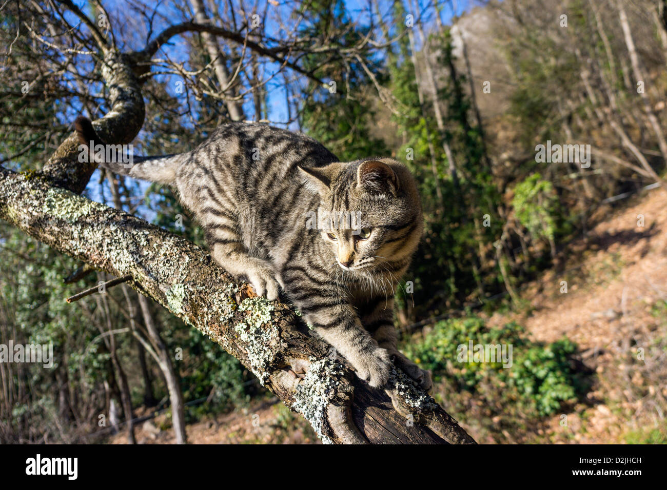 Young tabby cat kitten on tree branch Stock Photo - Alamy