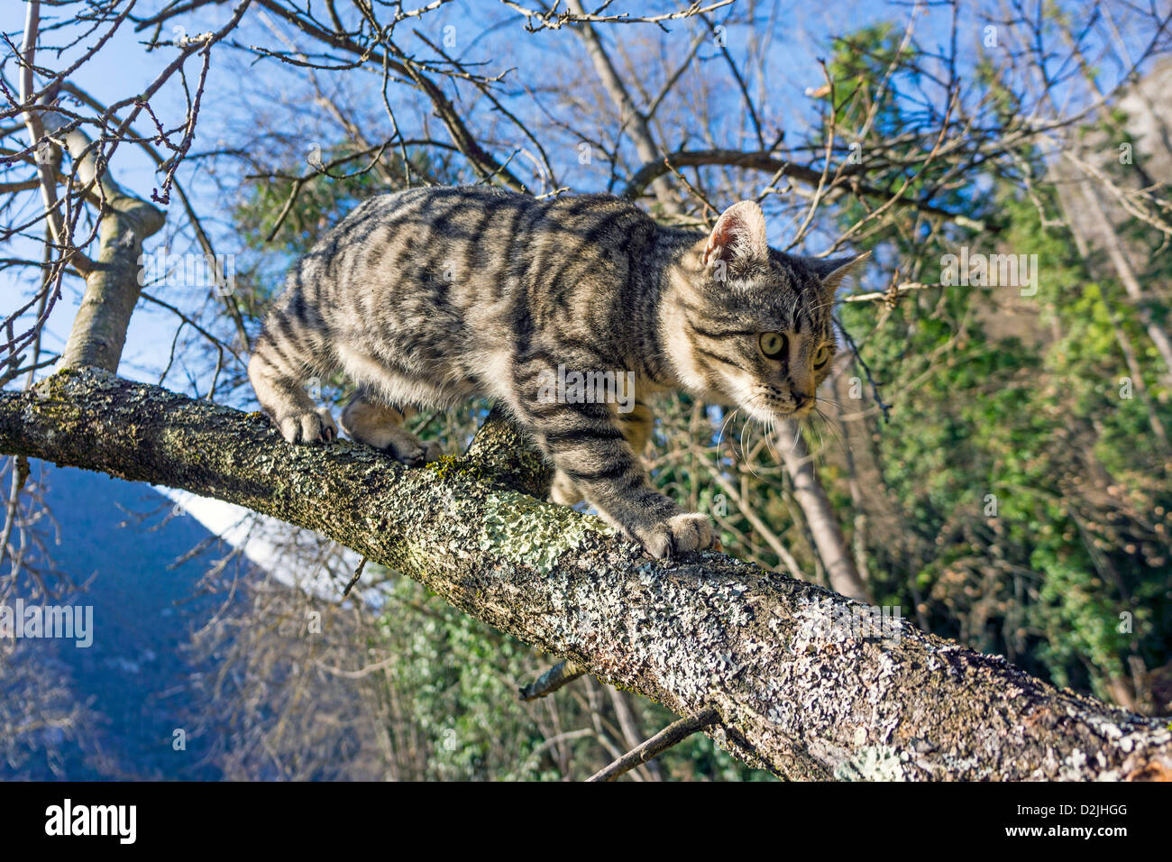 Young tabby cat kitten on tree branch Stock Photo - Alamy