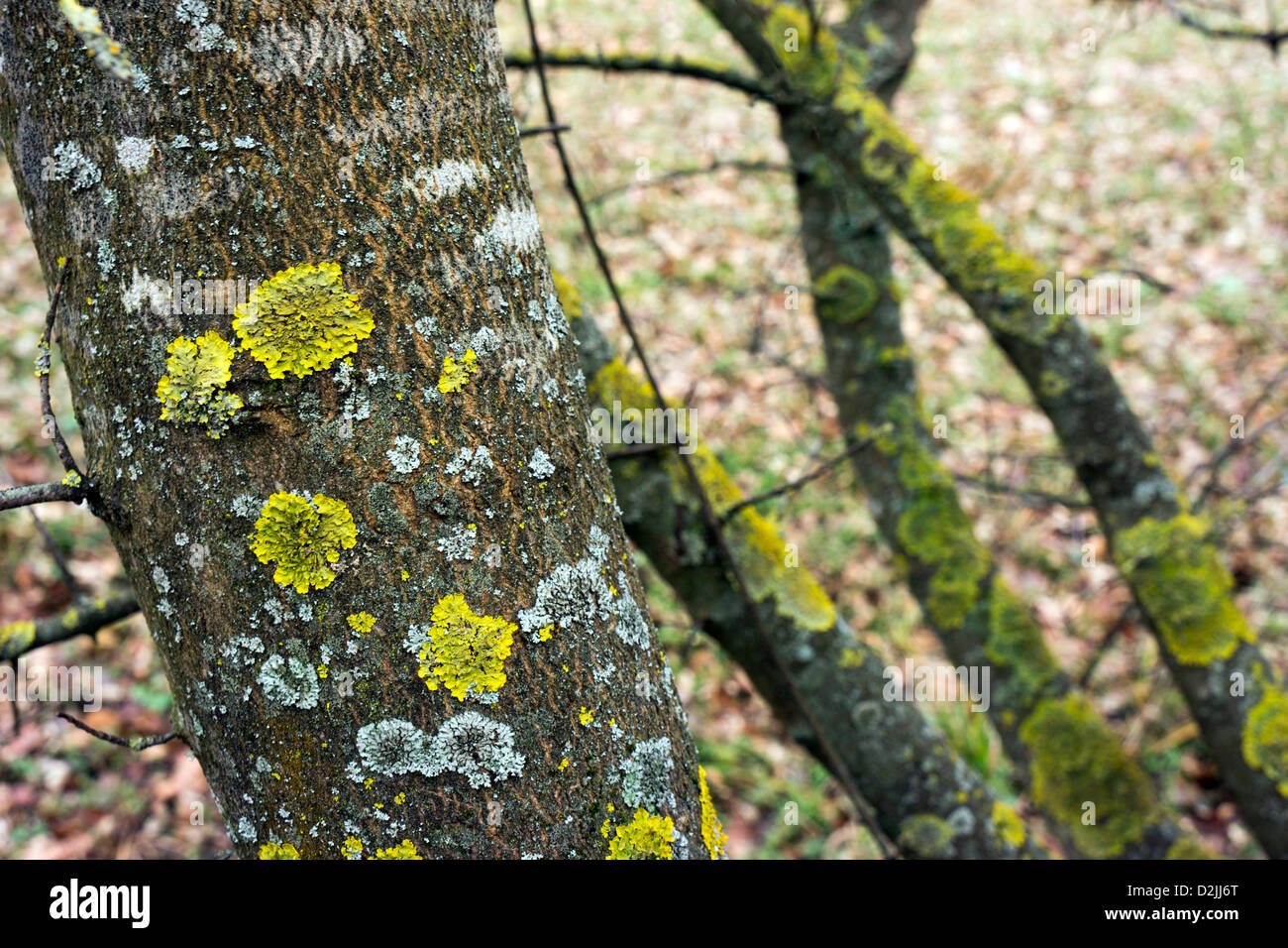 Tree with green lichen, autumn leaves on ground Stock Photo - Alamy