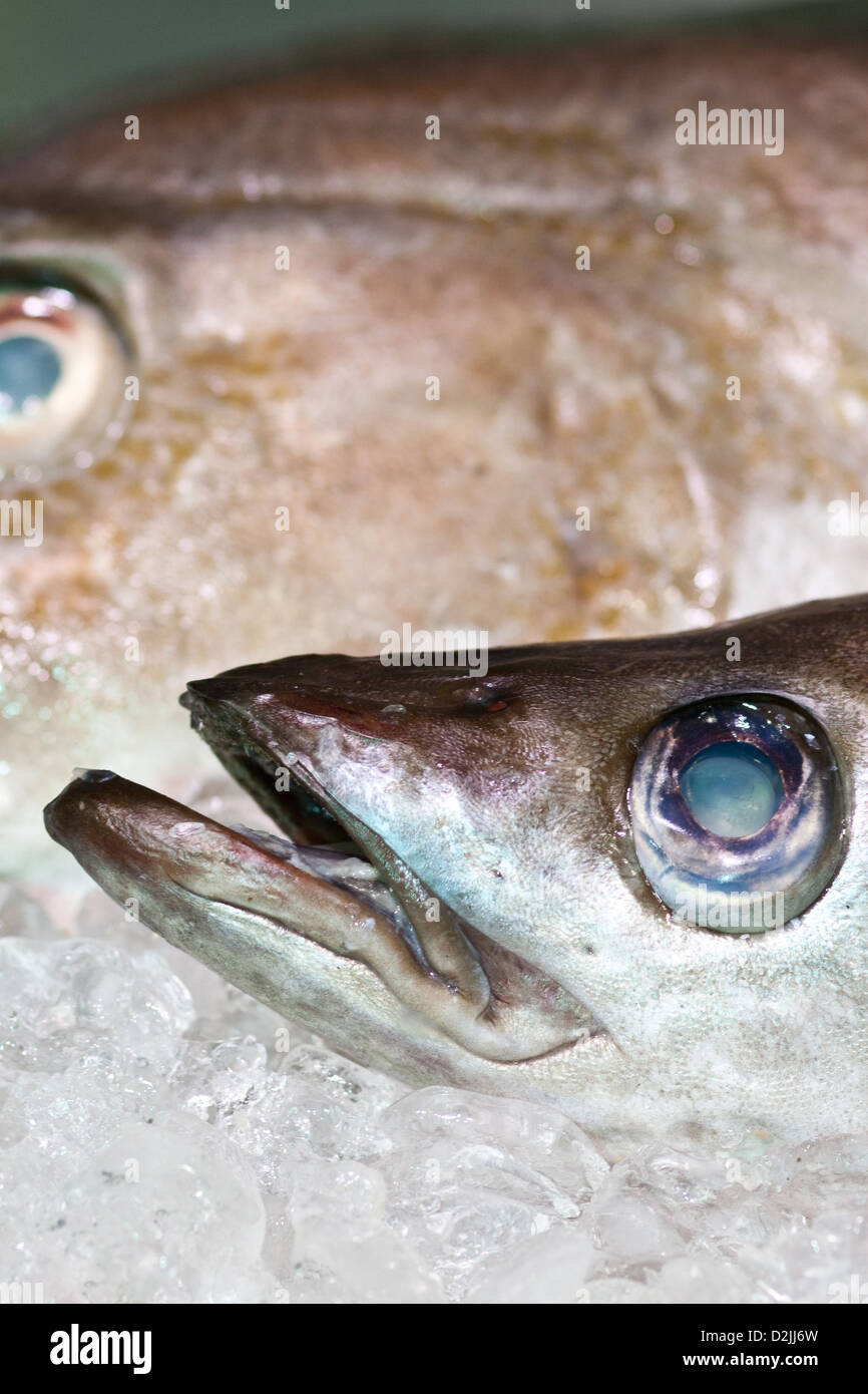 Berlin, Germany, Close-up of a fresh Pollack Stock Photo - Alamy
