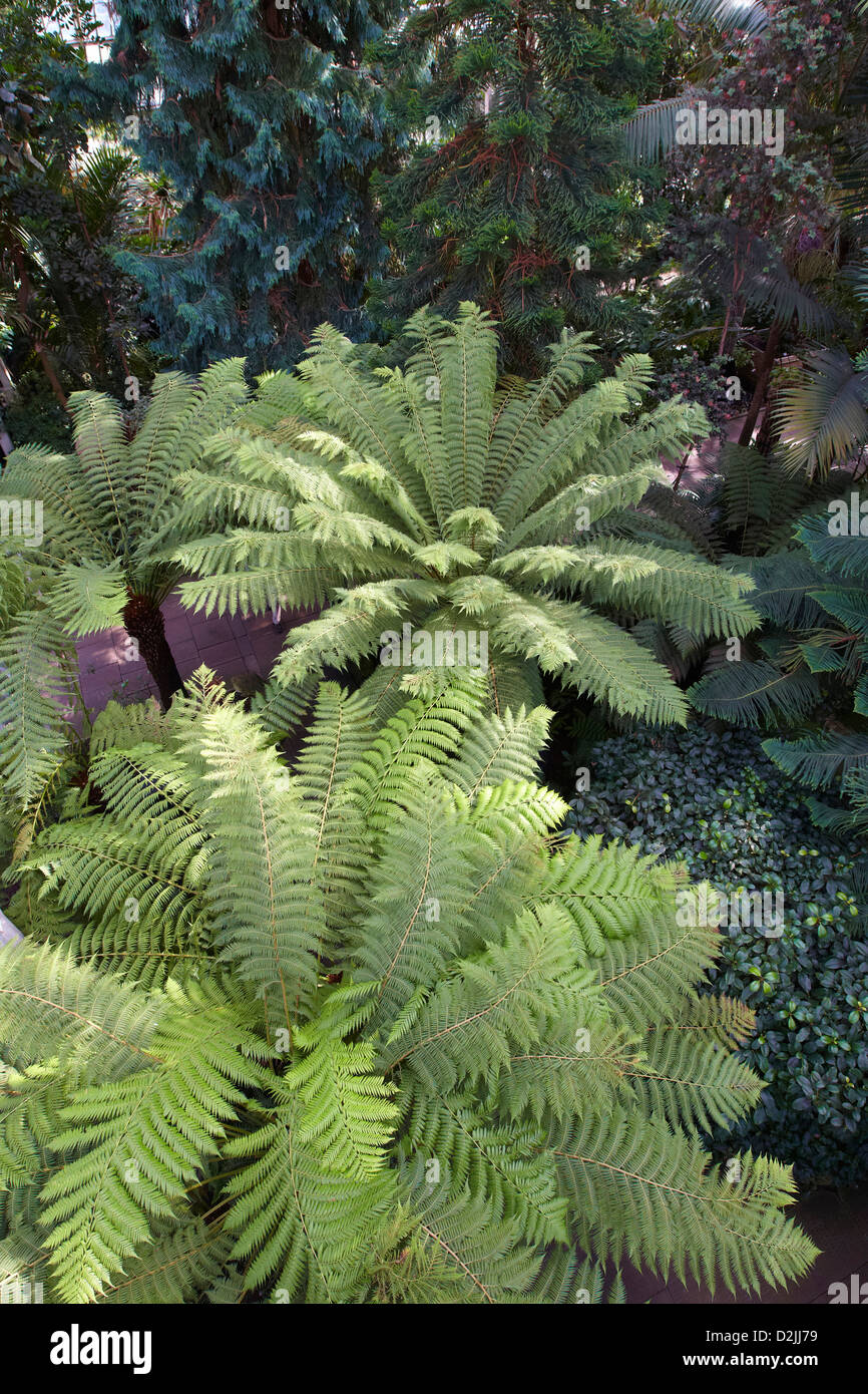 Ferns in the Temperate House, Kew Gardens, London, UK Stock Photo - Alamy