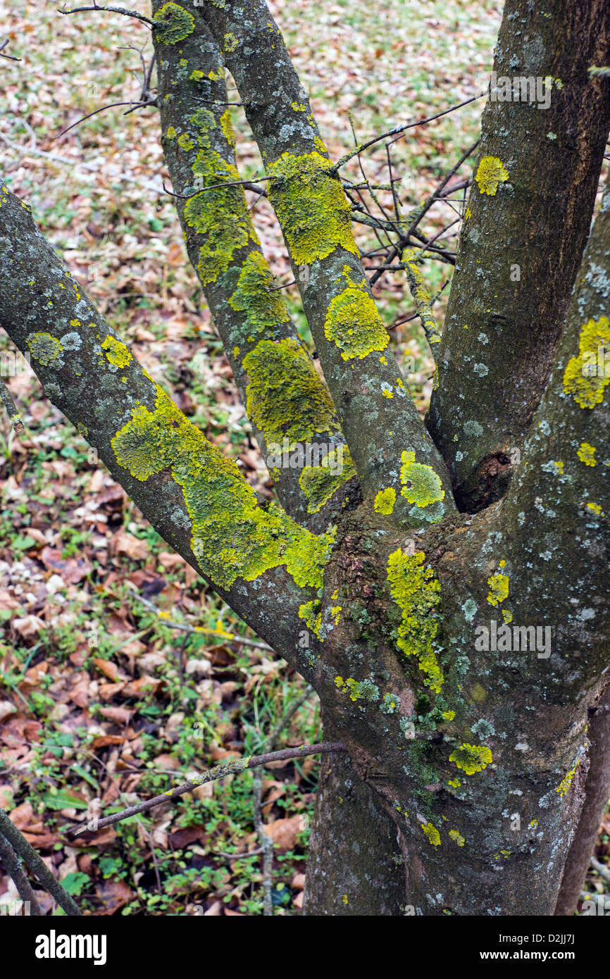 Tree with green lichen, autumn leaves on ground Stock Photo - Alamy