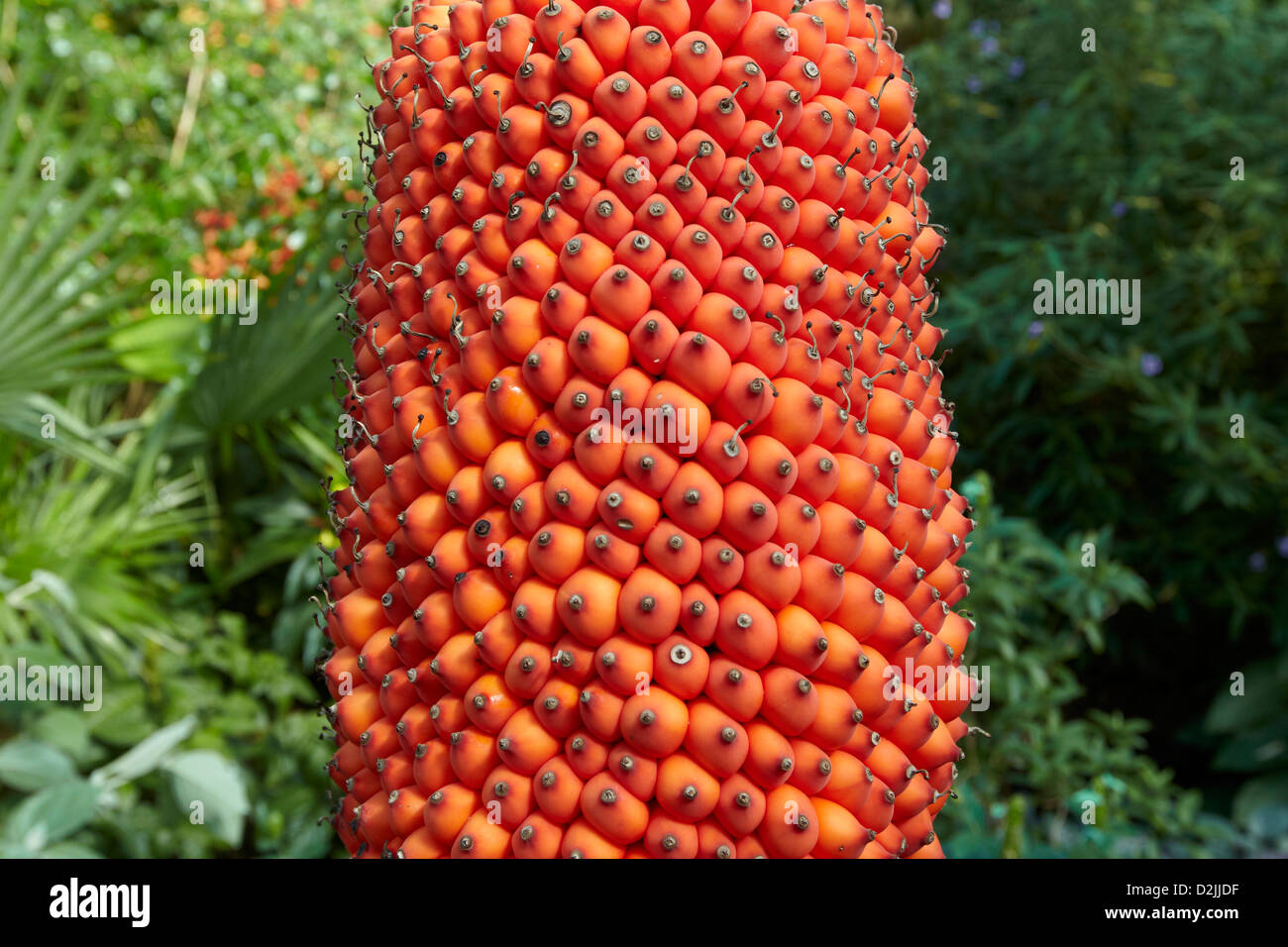 Amorphophallus titanium High Resolution Stock Photography and Images ...