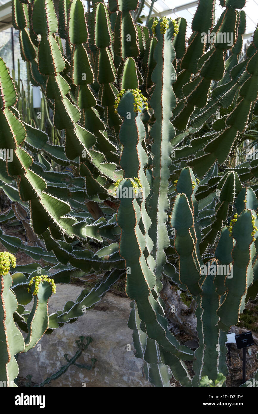 Cacti in the Princess of Wales Conservatory, Kew Gardens, London, UK ...