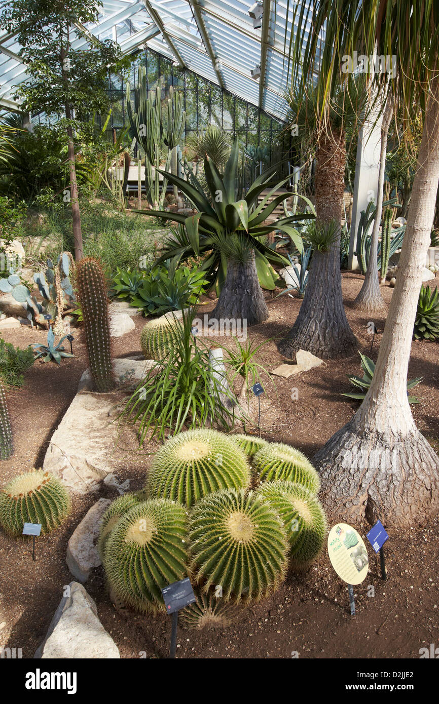 Barrel Cactus, Echinocactus Grusonii Cactaceae, from USA, Princess of ...