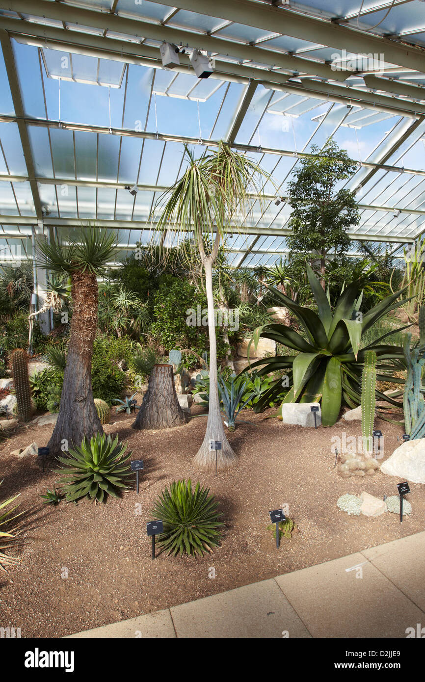 Cacti in the Princess of Wales Conservatory House, Kew Botanical ...