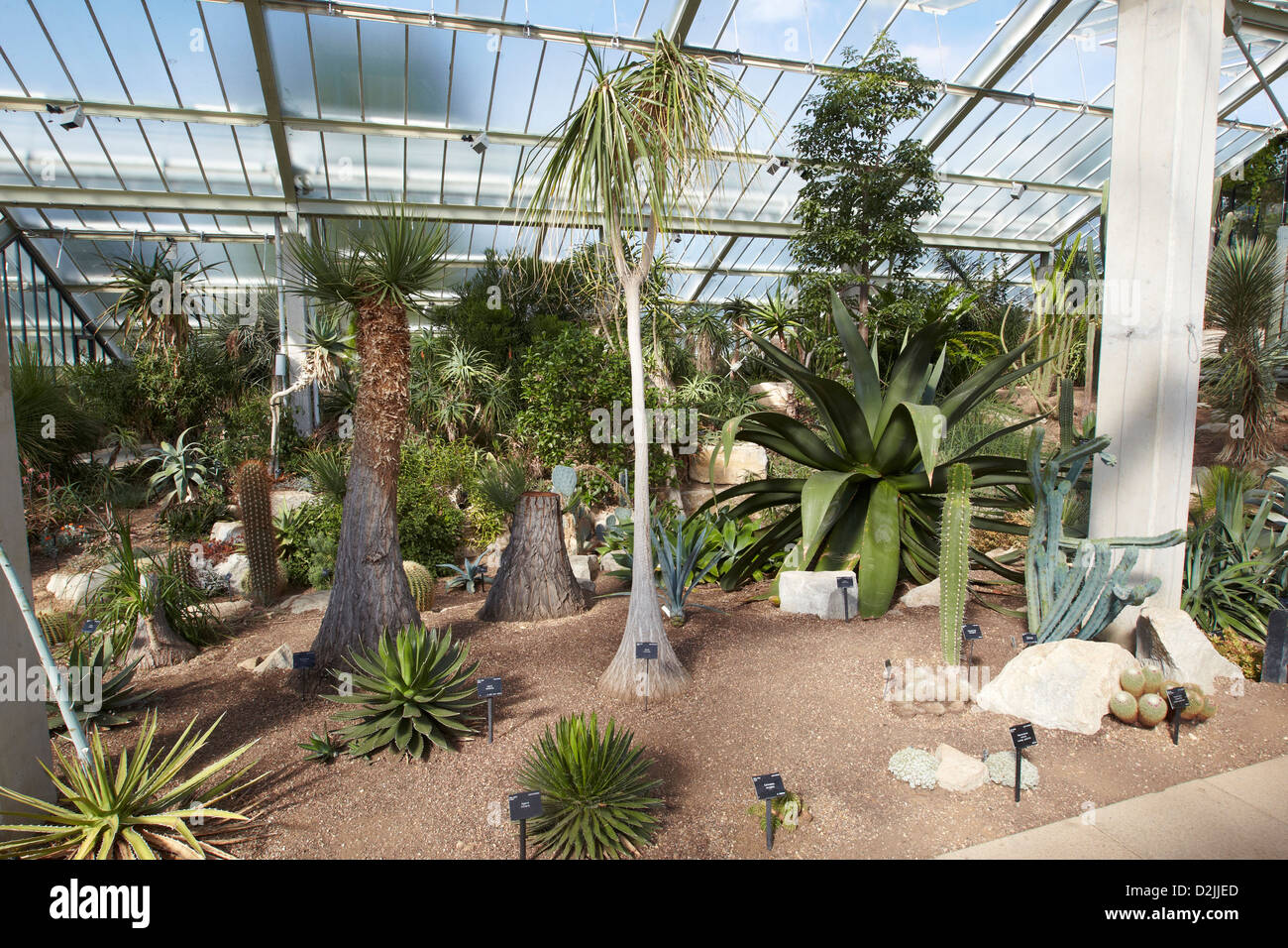 Cacti in the Princess of Wales Conservatory, Kew Gardens, London, UK ...