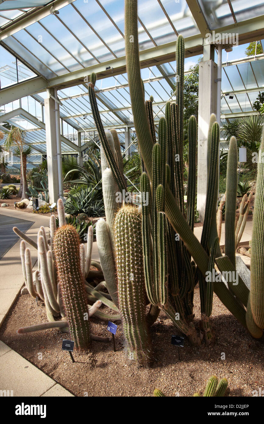 Cactus cacti kew gardens plants hi-res stock photography and images - Alamy