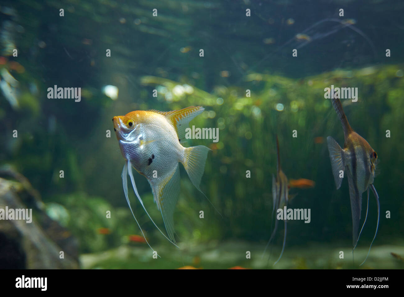 Angel fish hi-res stock photography and images - Alamy