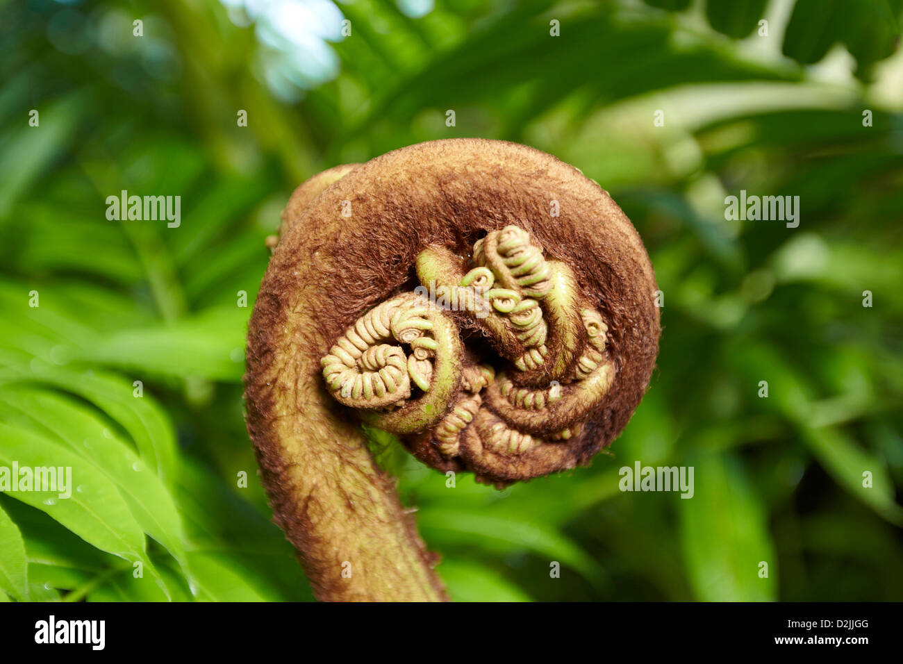 Angiopteris evecta hi-res stock photography and images - Alamy