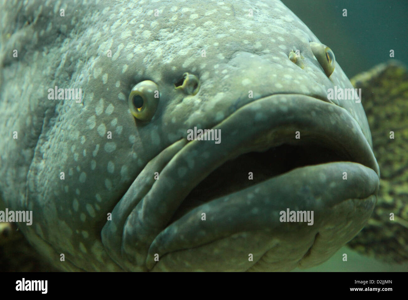 Giant grouper hi-res stock photography and images - Alamy