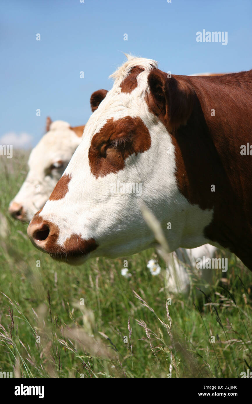 Hereford steers close up Stock Photo - Alamy