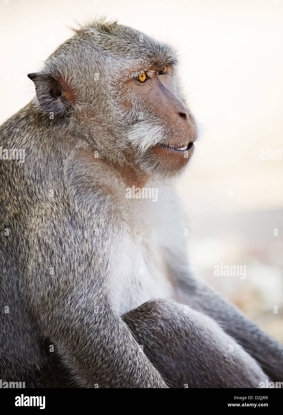 Monkey nose clean hi-res stock photography and images - Alamy