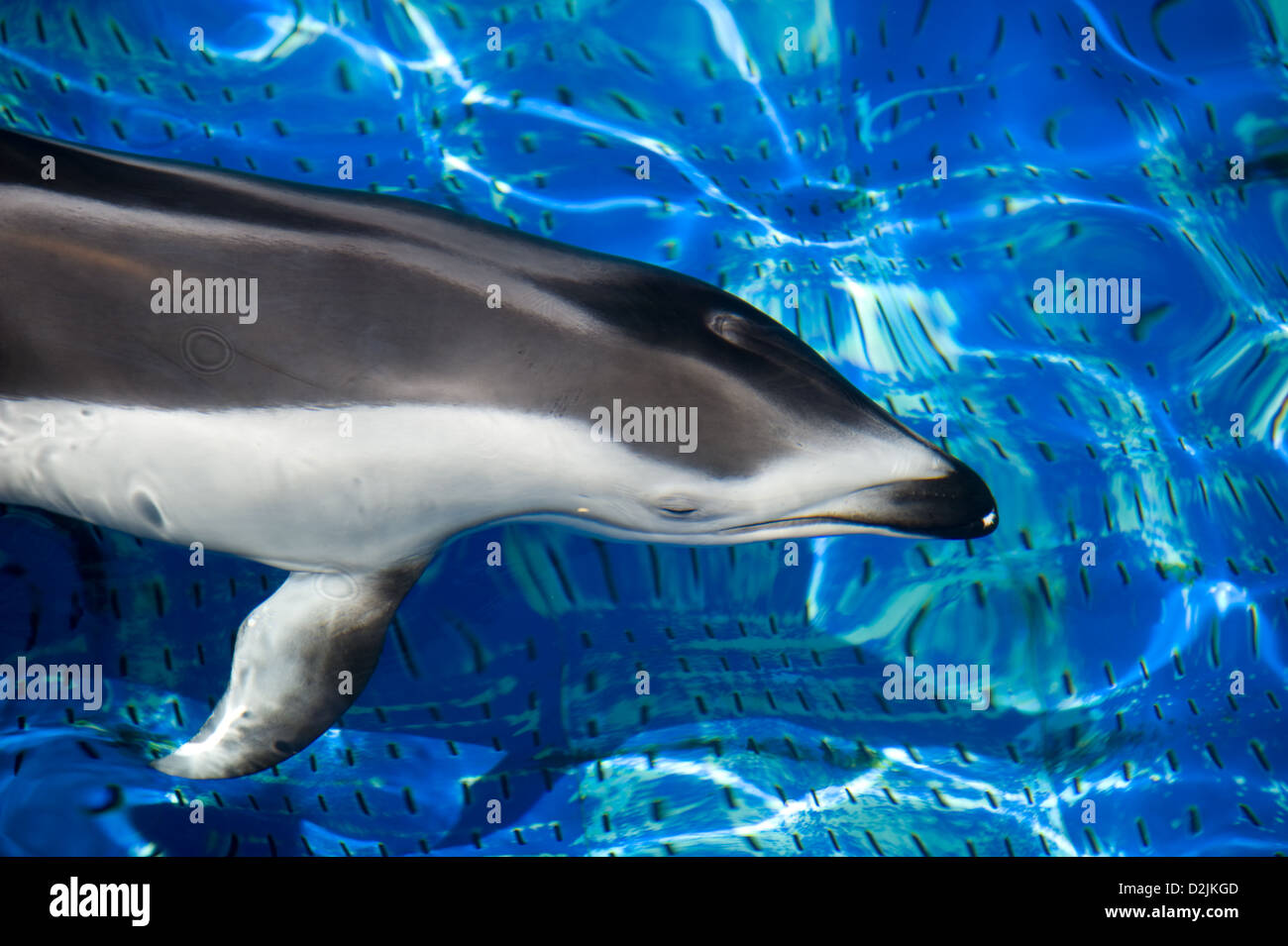 Dolphin pool hi-res stock photography and images - Alamy