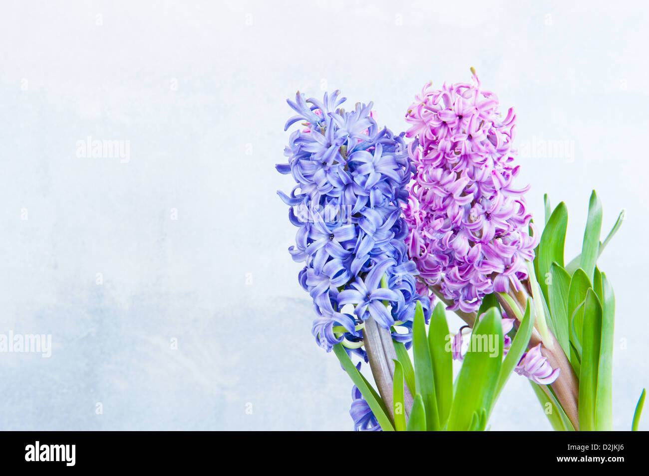 Three hyacinth in the right side of the frame Stock Photo - Alamy