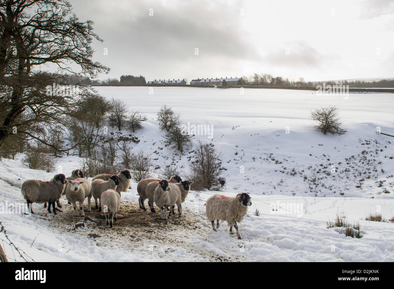 Ramsbottom, Lancashire, UK. 26th January 2013. Sheep in the snow ...