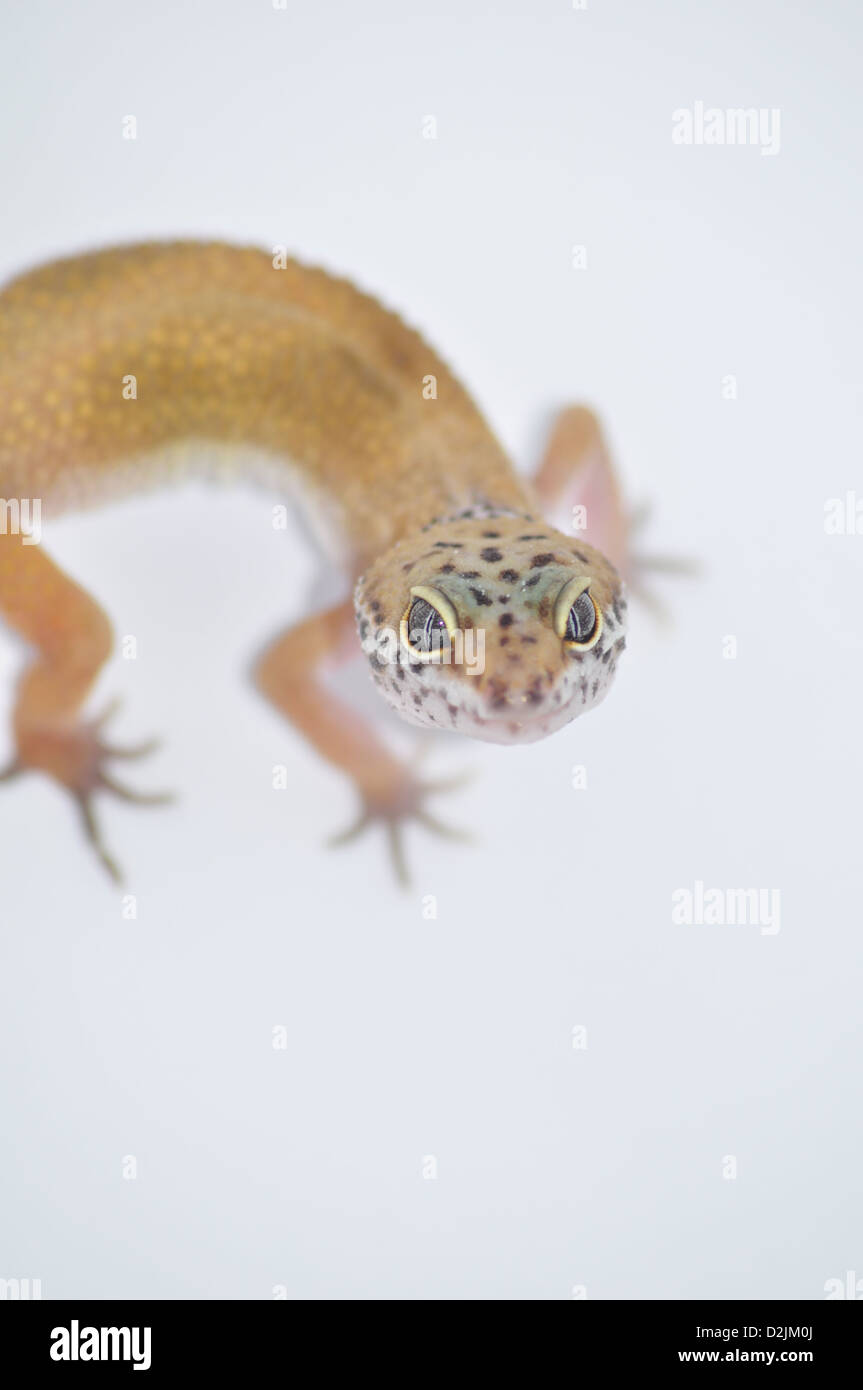 close up gecko Stock Photo - Alamy
