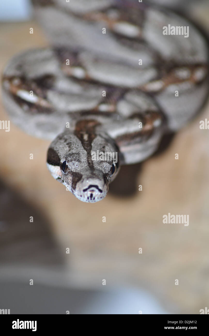 close up of a snake Stock Photo - Alamy