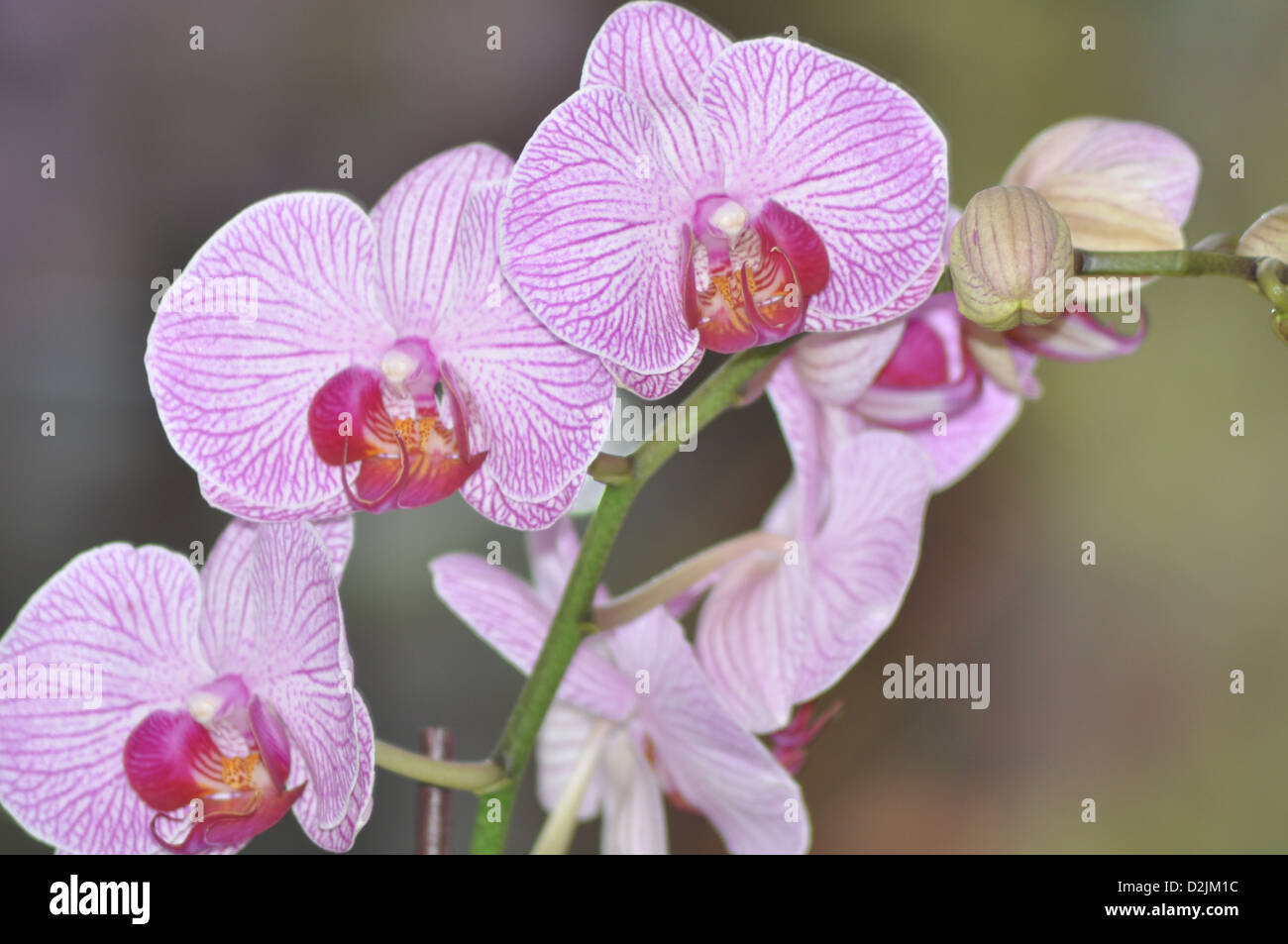 Rose orchids hi-res stock photography and images - Alamy