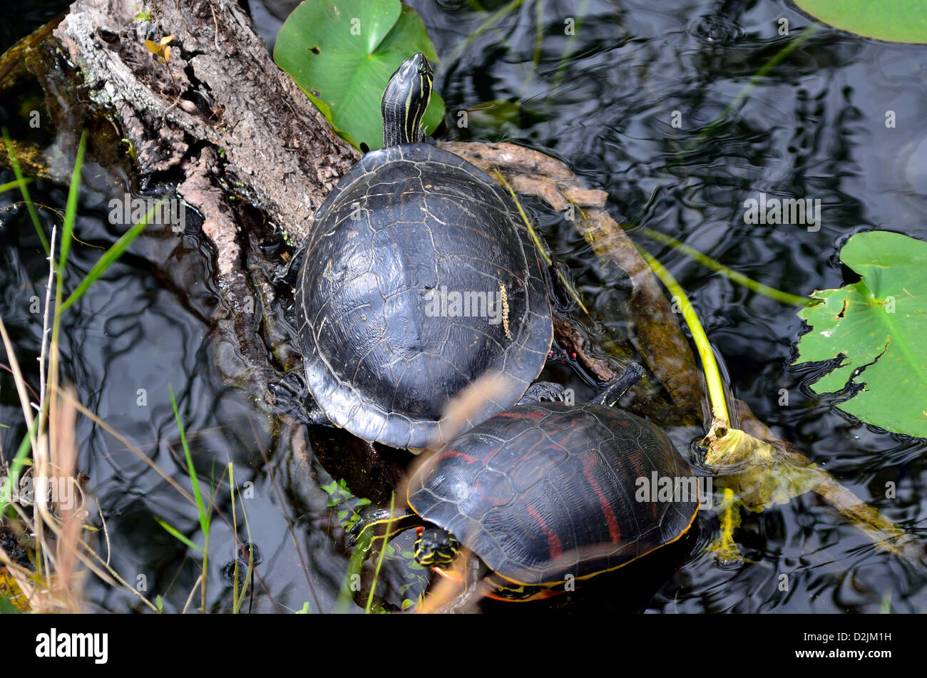 Turtles of florida hi-res stock photography and images - Alamy