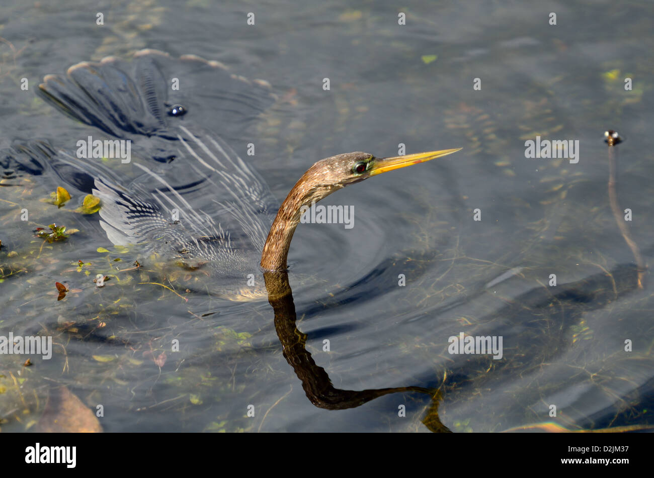 An anhinga fishing in the water. The Everglades National Park, Florida ...