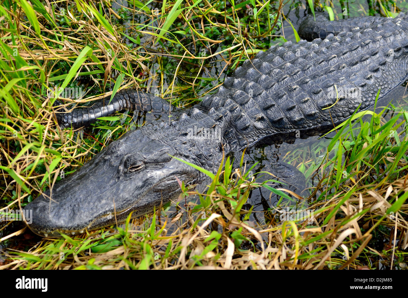 A Florida alligator in its natural habitat. The Everglades National ...