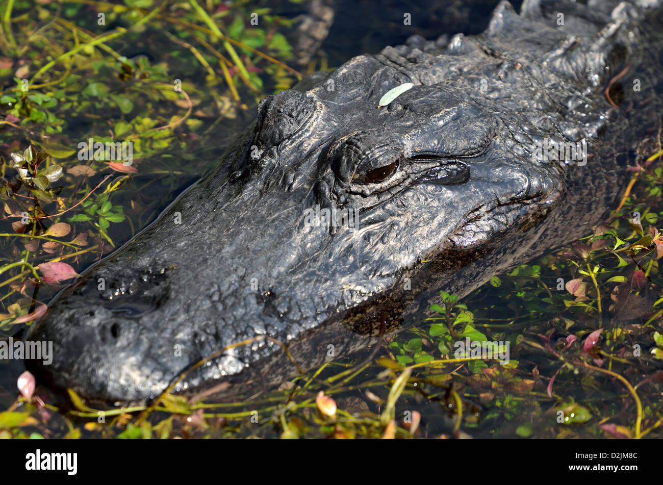 A Florida alligator in its natural habitat. The Everglades National ...