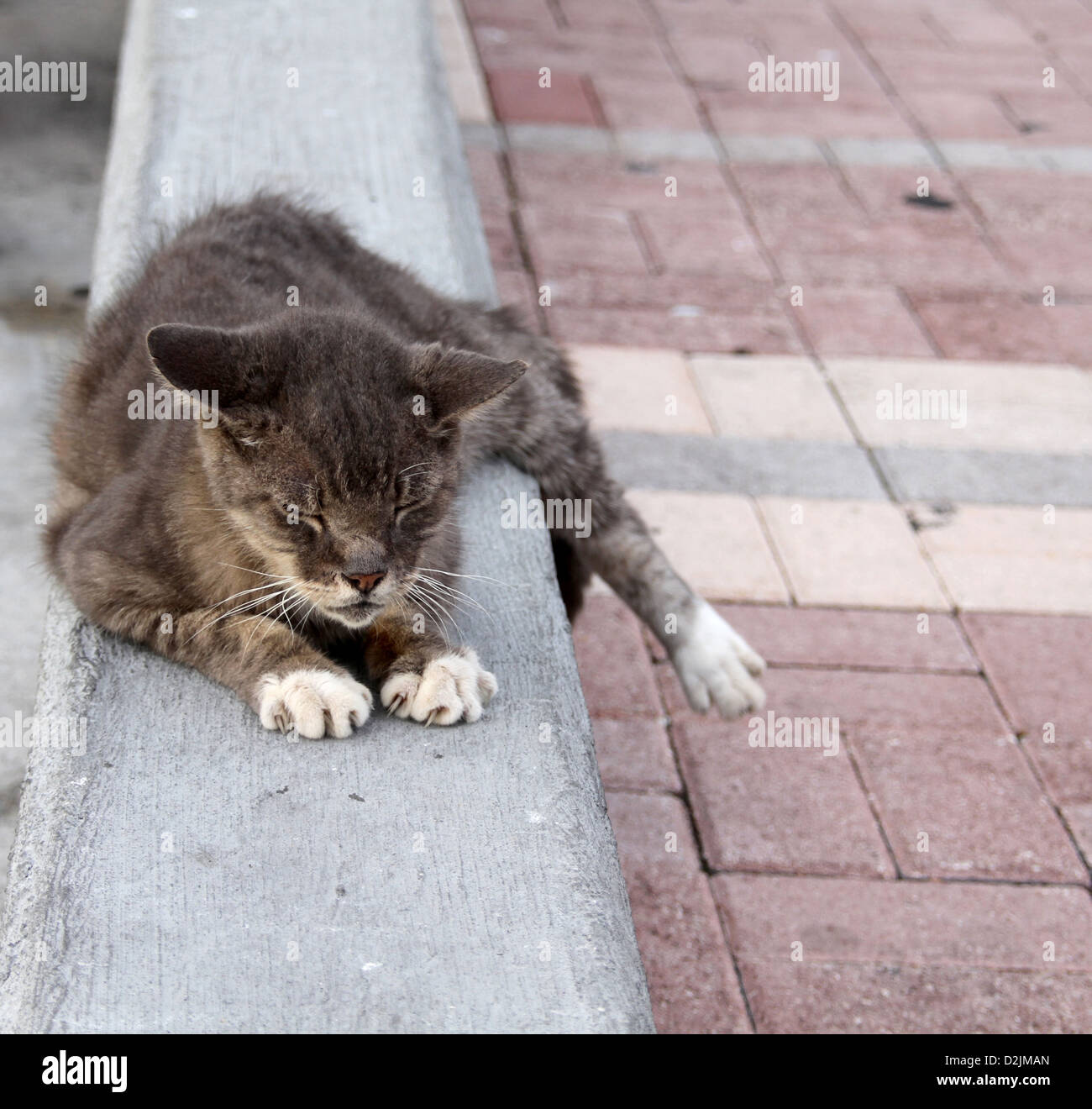 stray grey cat on pavement Stock Photo - Alamy