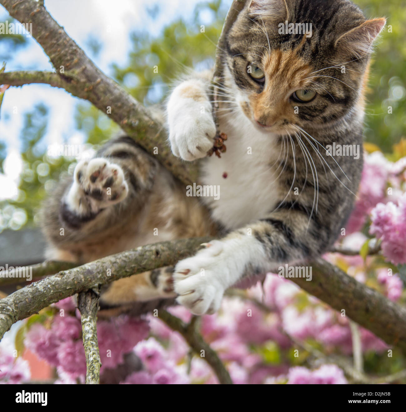 Esther the cat exploring an ornamental cherry tree Stock Photo - Alamy