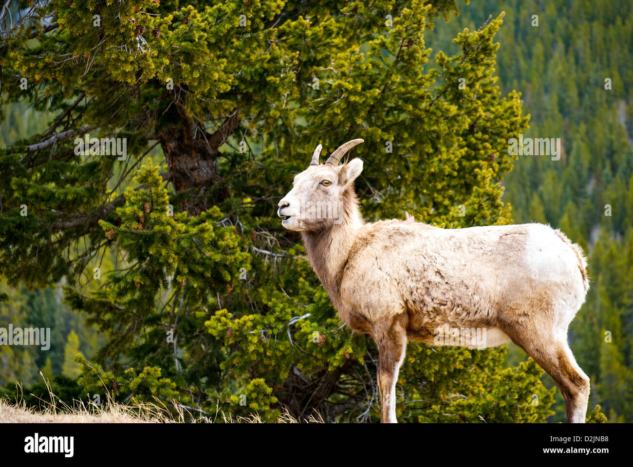 Mountain goat banff national park hi-res stock photography and images ...